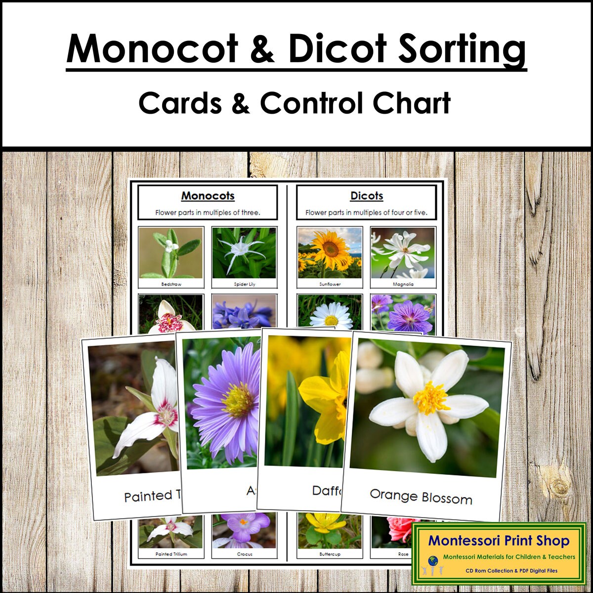 Monocot and Dicot Flower Sorting Cards & Chart - Montessori Botany ...