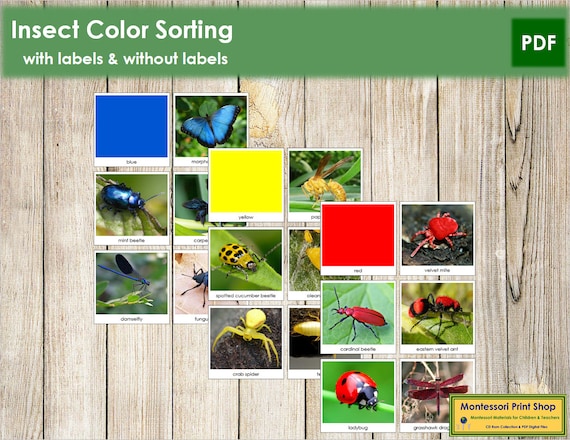 Insect Color Sorting Cards Montessori Sensorial Printable | Etsy