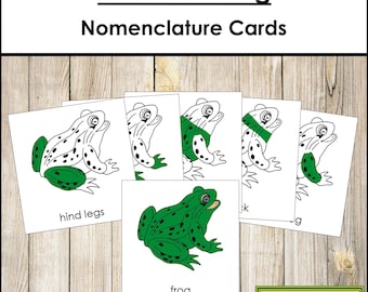 Parts of a Turkey Nomenclature 3-part Cards & Blackline Master ...