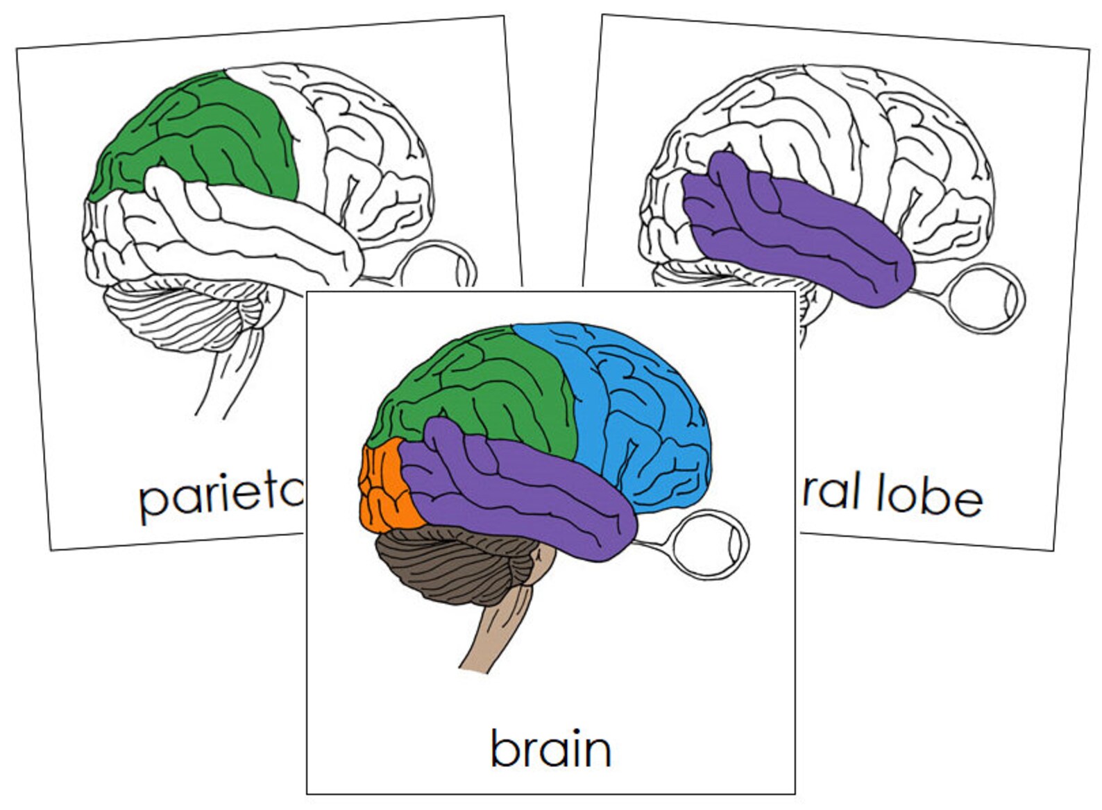 Parts of a Human Brain Nomenclature 3-part Cards & Blackline Master ...