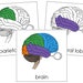 Parts of a Human Brain Nomenclature 3-part Cards - Science - Printable ...