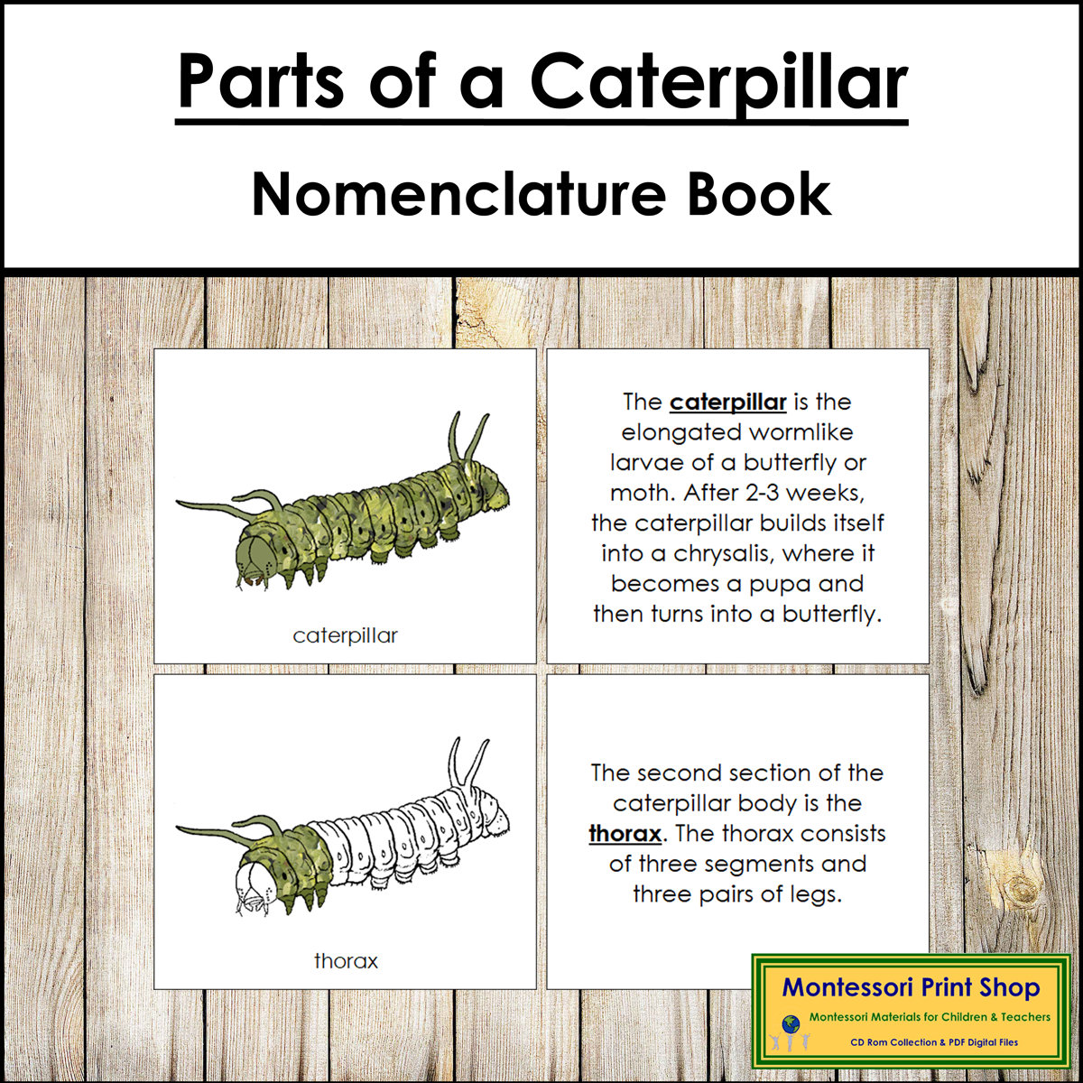 Libro de nomenclatura de las partes de una oruga - Zoología Montessori ...