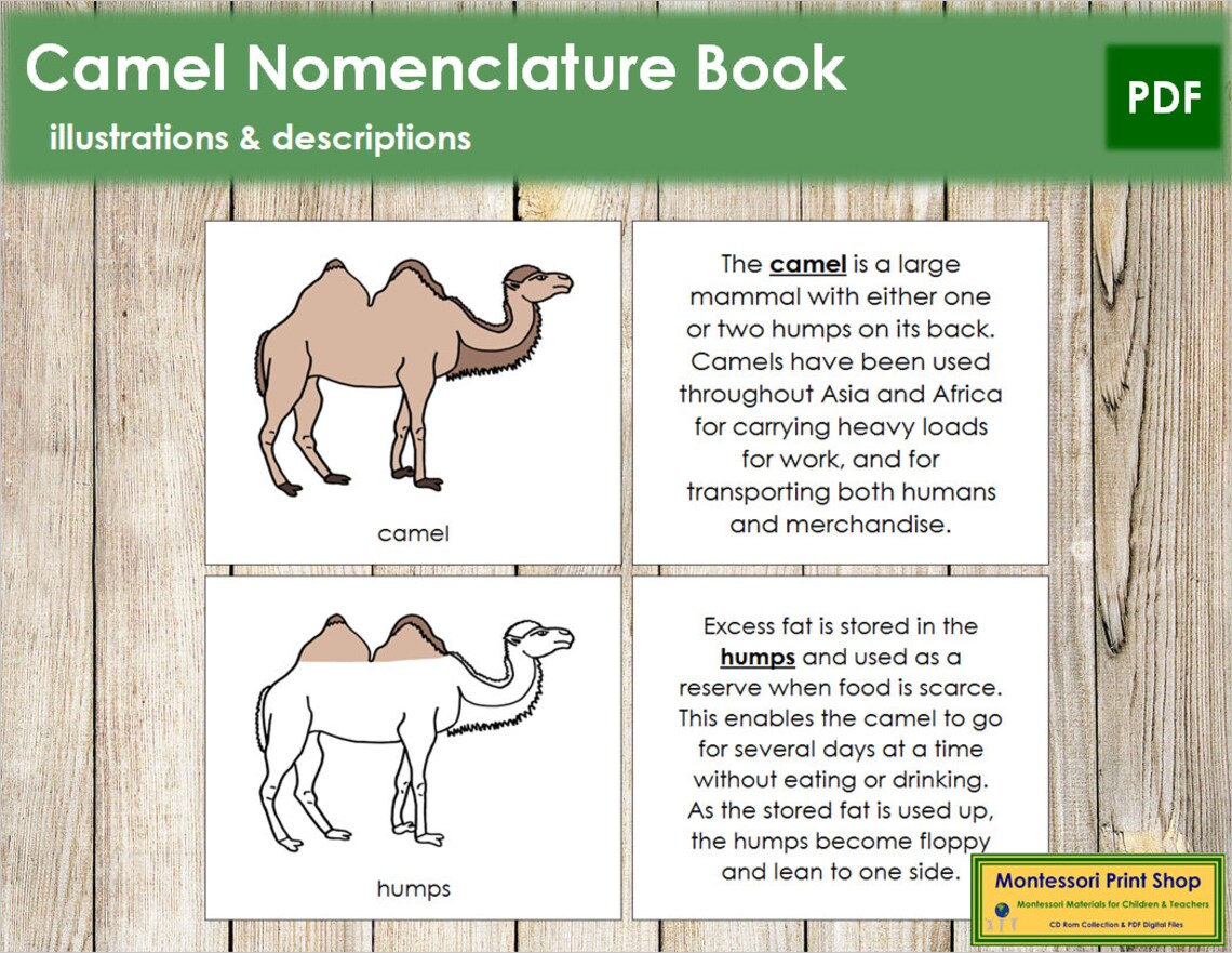 Parts of a Camel Nomenclature Book Montessori Zoology | Etsy