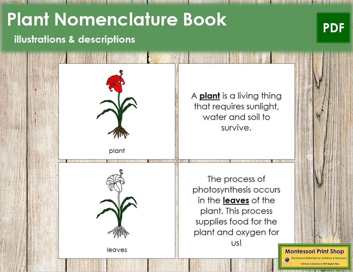 Parts of a Plant Nomenclature Book Montessori Botany | Etsy Canada