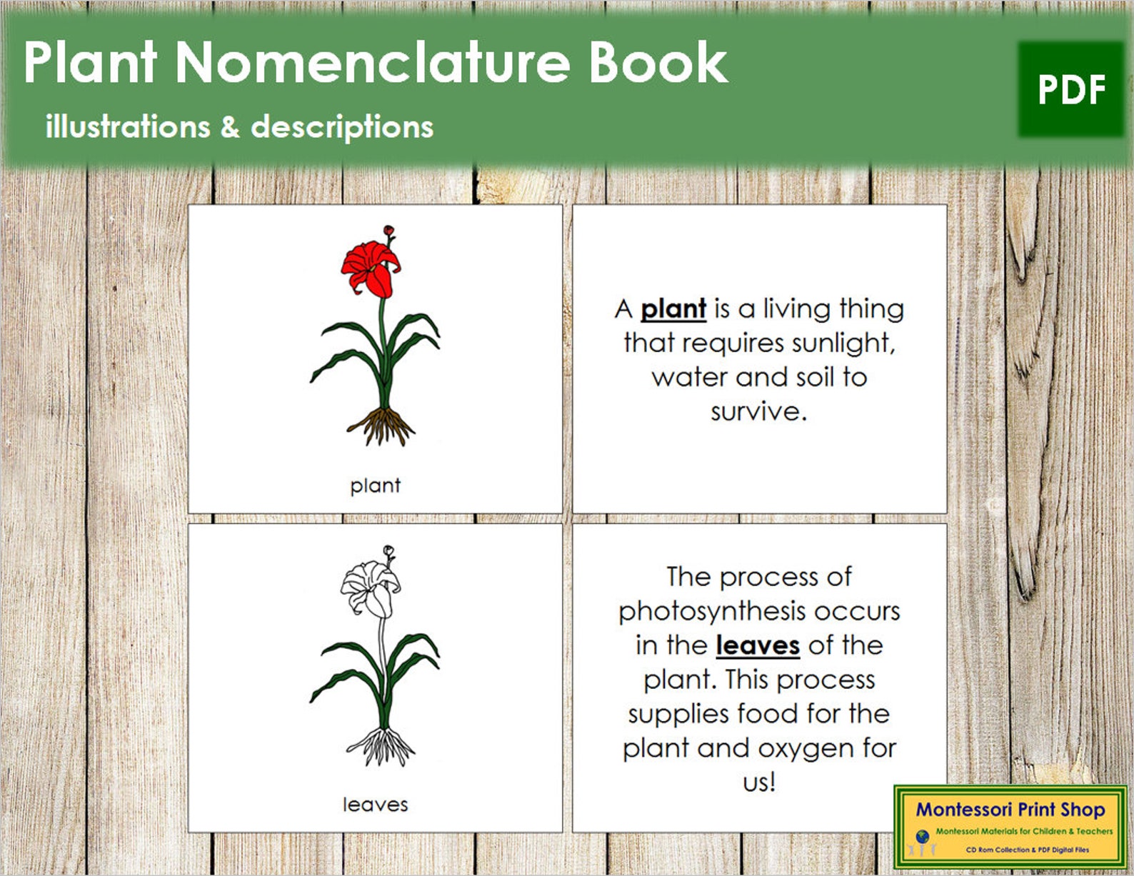 Parts of a Plant Nomenclature Book Montessori Botany | Etsy