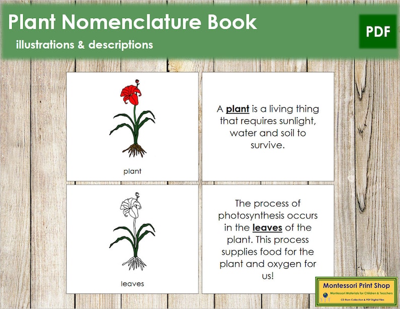 Parts of a Plant Nomenclature Book Montessori Botany | Etsy Canada