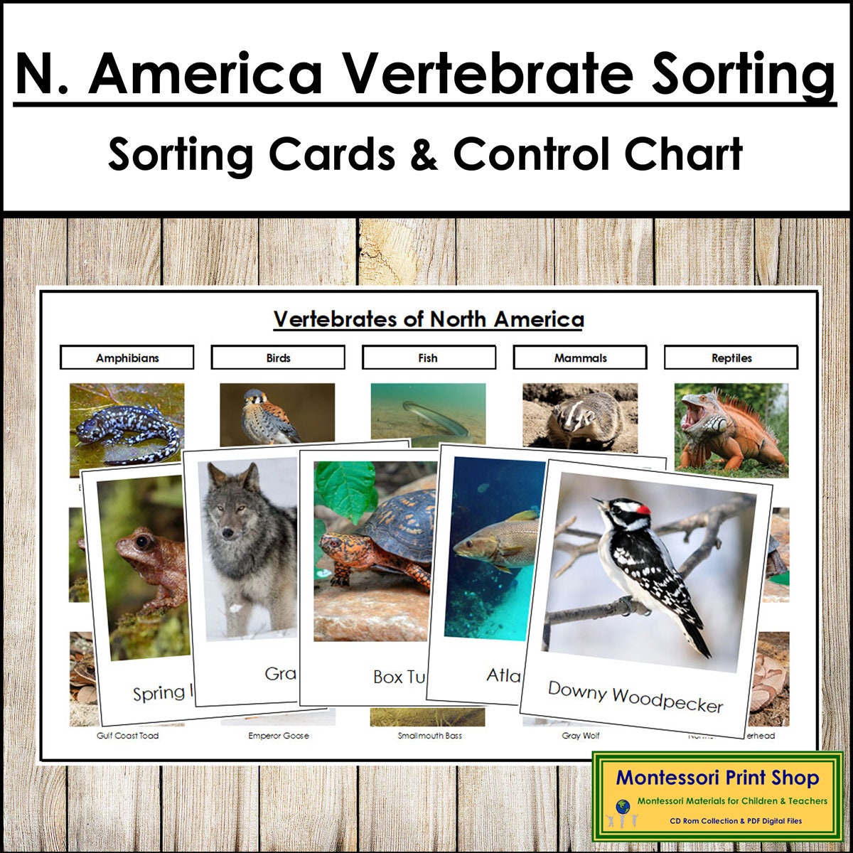 Vertebrates And Invertebrates Activity Sorting Mats [2 Mats, 06/04/2024