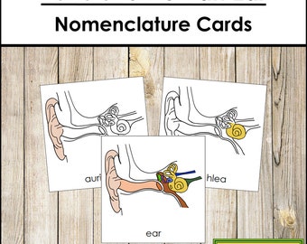 Parts of a Human Skull Puzzle With Nomenclature Cards 3-6 Montessori ...