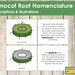 Parts of a Monocot Root Nomenclature Book Botany Printable - Etsy Canada