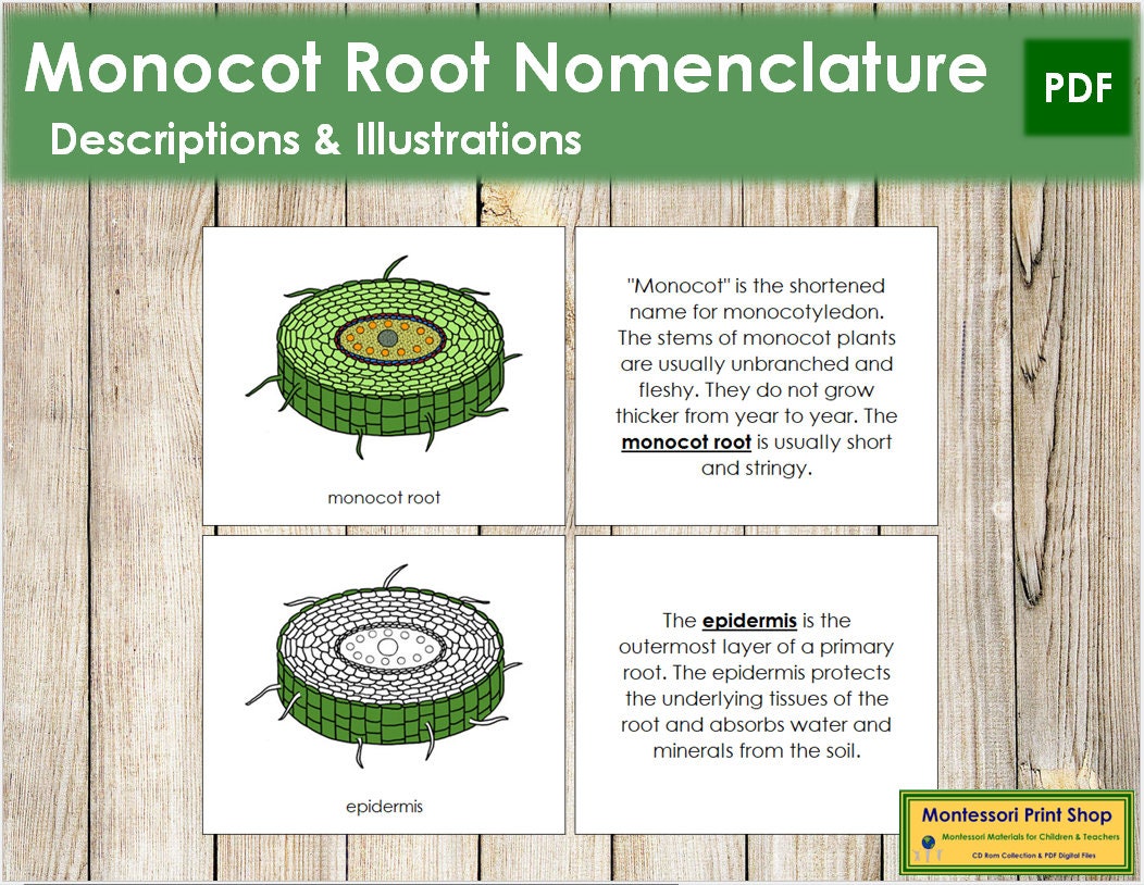 Parts of a Monocot Root Nomenclature Book Botany Printable - Etsy Canada
