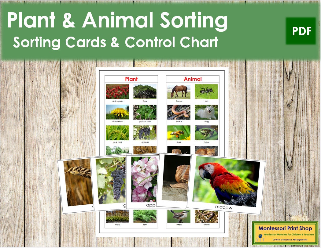 Plant and Animal Sorting Cards & Control Chart Science - Etsy