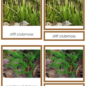 Plant Kingdom Cards, Charts & Information Bundle (color-coded ...