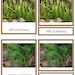 Plant Kingdom Charts & Cards Bundle - Montessori Botany Classification ...