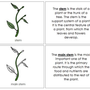 Parts of a Stem Nomenclature Book - Montessori Botany (digital Download ...