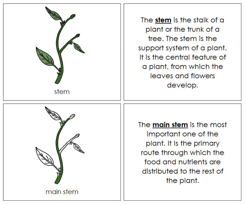 Parts of a Stem Nomenclature Book - Montessori Botany (digital Download ...