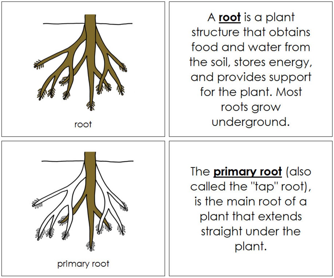 Parts of a Root Nomenclature Book Montessori Botany | Etsy