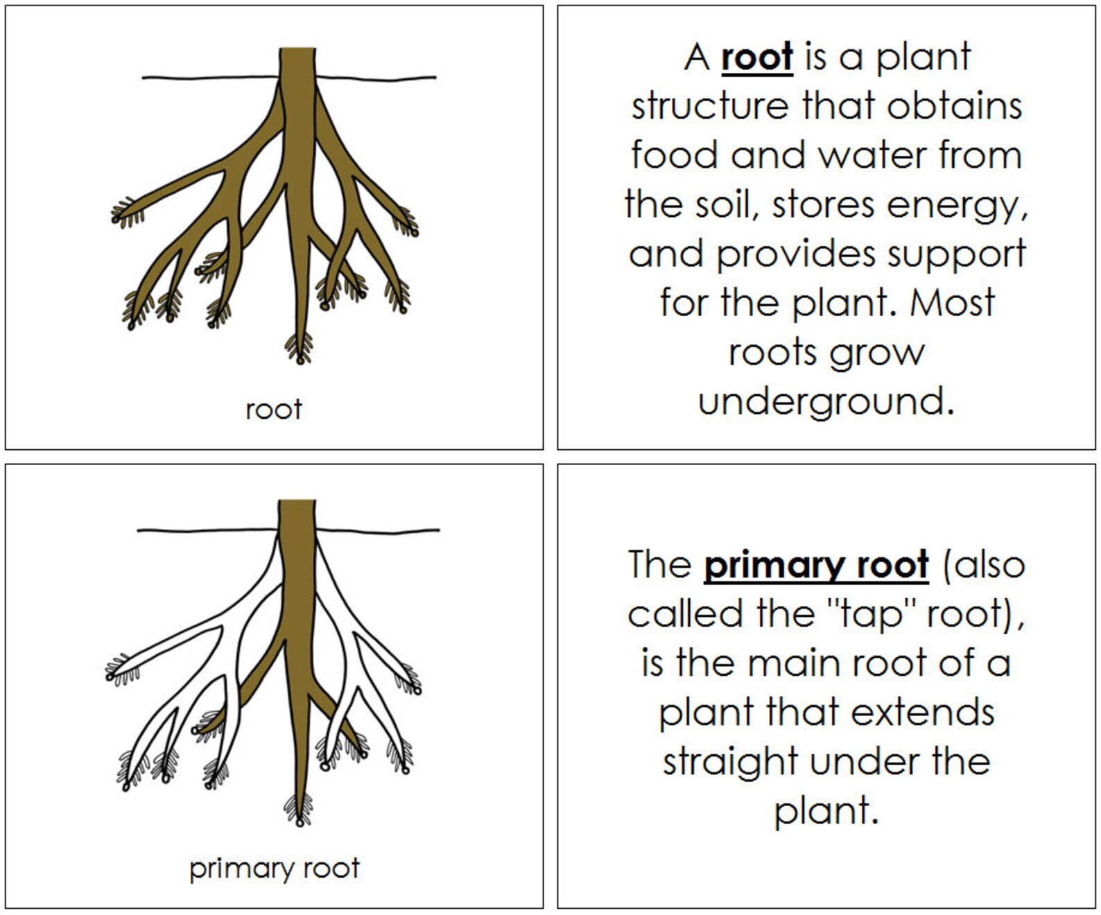 Parts of a Root Nomenclature Book Montessori Botany | Etsy