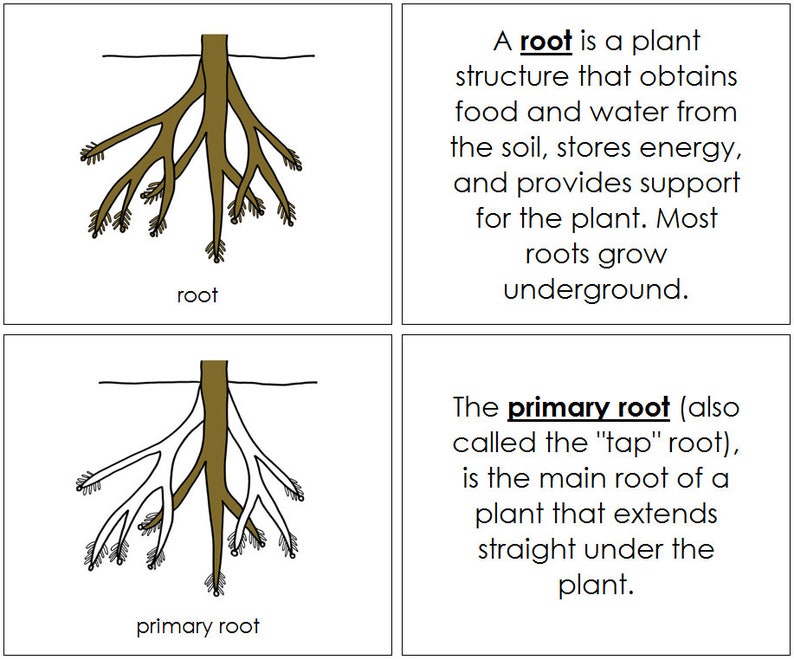 Parts of a Root Nomenclature Book Montessori Botany | Etsy