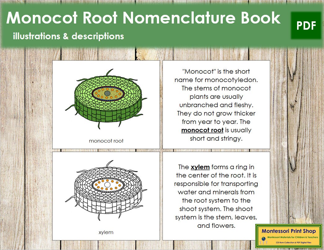 Parts of a Monocot Root Nomenclature Book Botany Printable | Etsy Canada