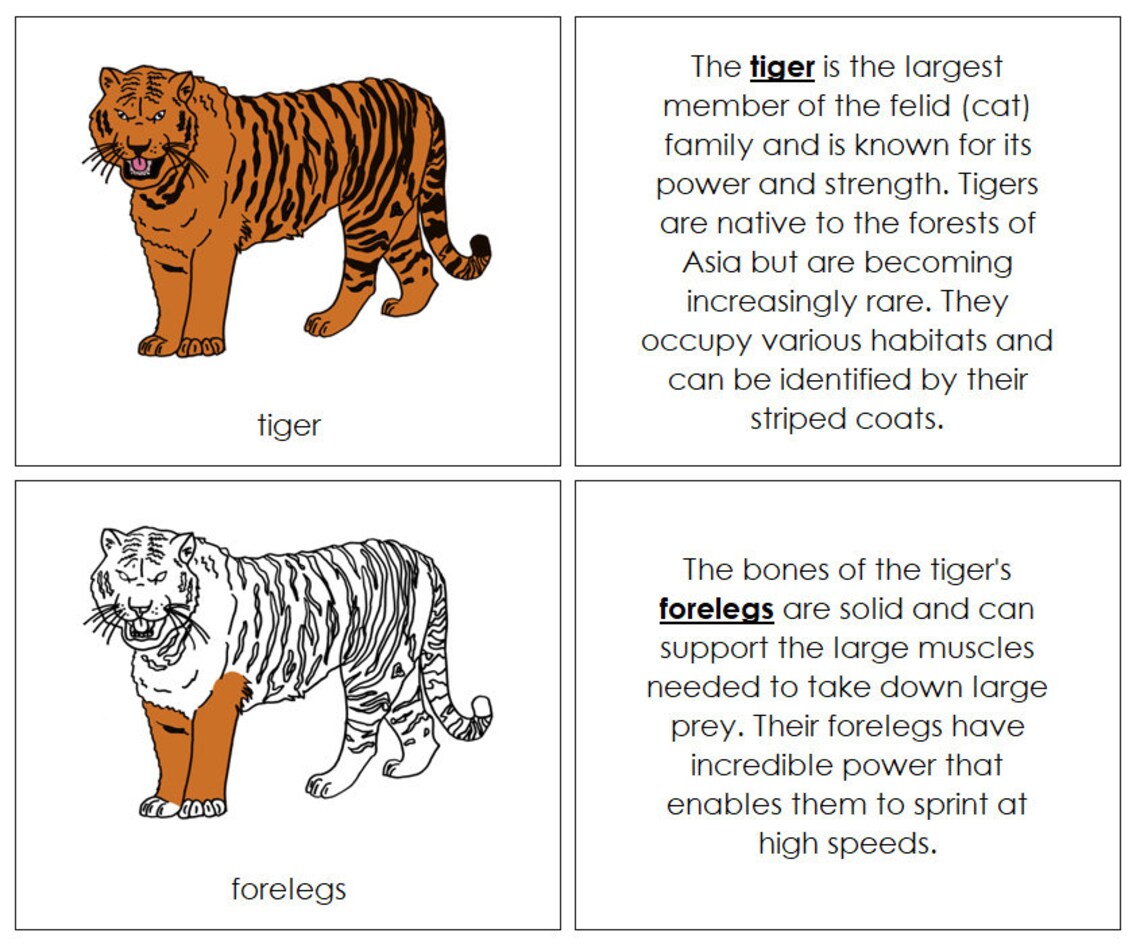 Parts of a Tiger Nomenclature Book - Montessori Zoology (digital ...