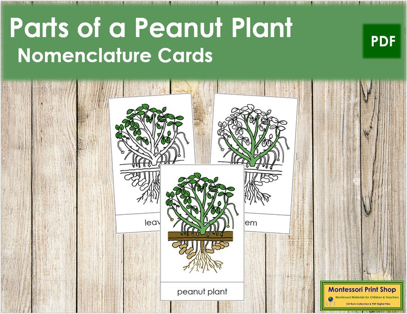 Parts of a Peanut Plant Nomenclature 3-part Cards Botany - Etsy Canada