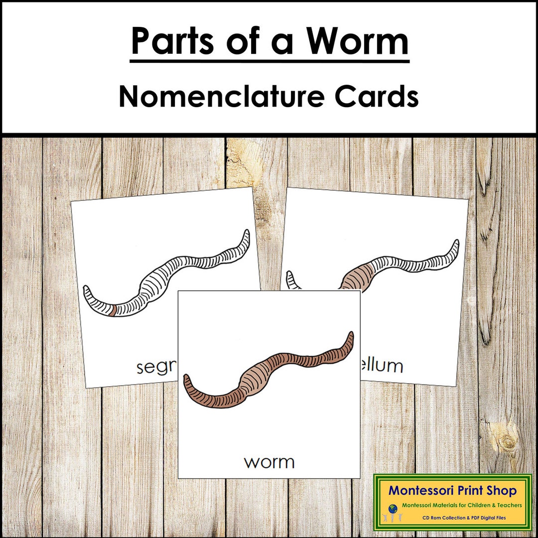 Parts of a Worm Nomenclature 3-part Cards & Blackline Master ...