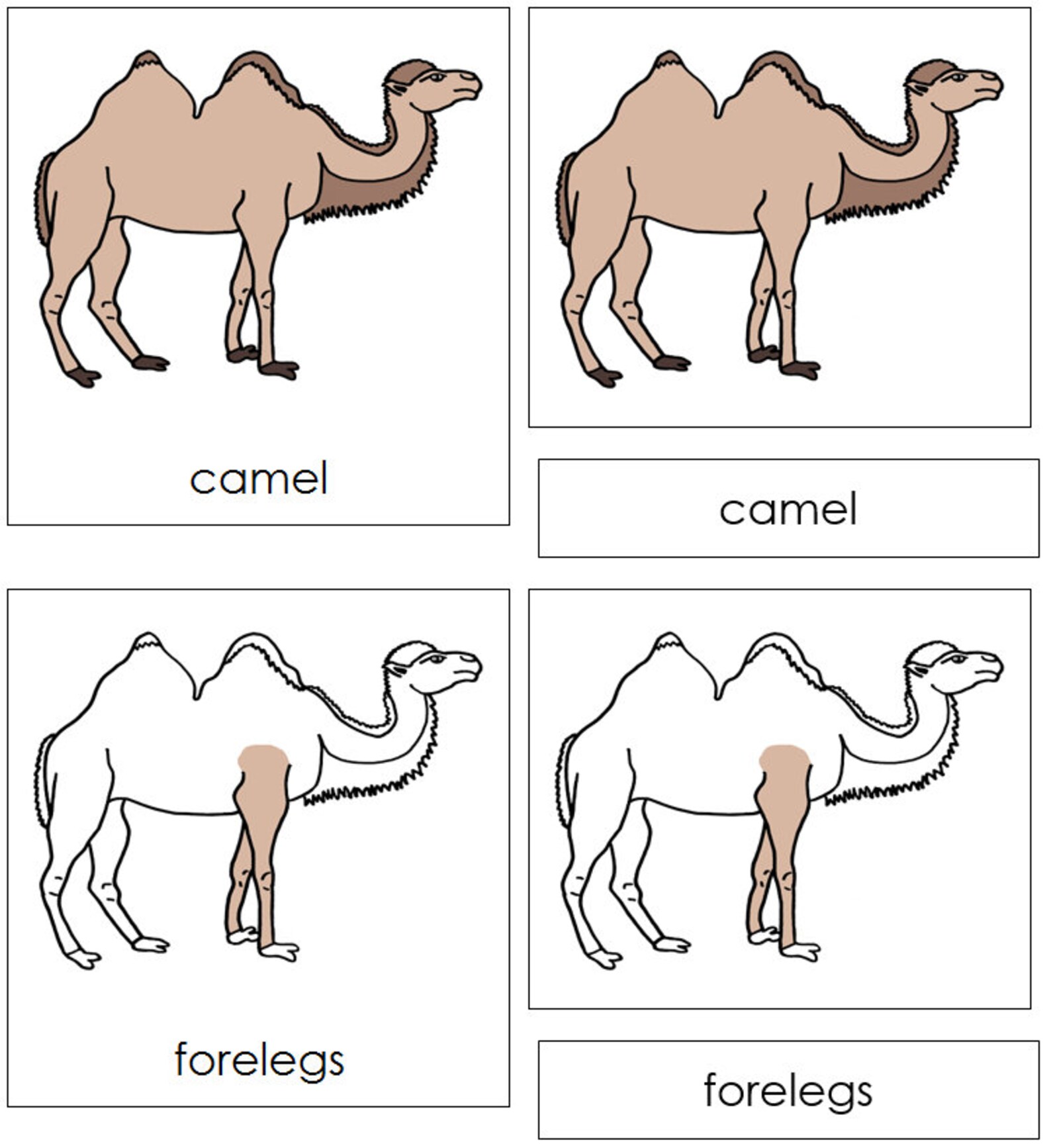 Parts of a Camel Nomenclature 3-part Cards Montessori - Etsy