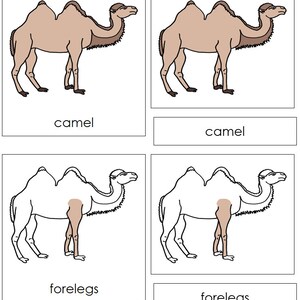 Parts of a Camel Nomenclature 3-part Cards - Montessori Zoology ...