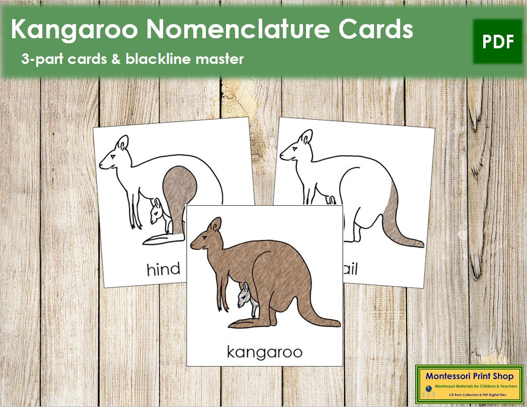 Parts of a Kangaroo Nomenclature 3-part Cards Montessori | Etsy