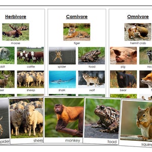 Herbivores Carnivores and Omnivores Sorting Cards & Control - Etsy
