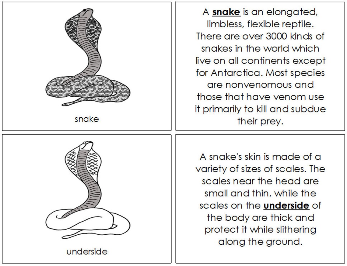 Parts of a Snake Nomenclature Book Montessori Zoology | Etsy Canada
