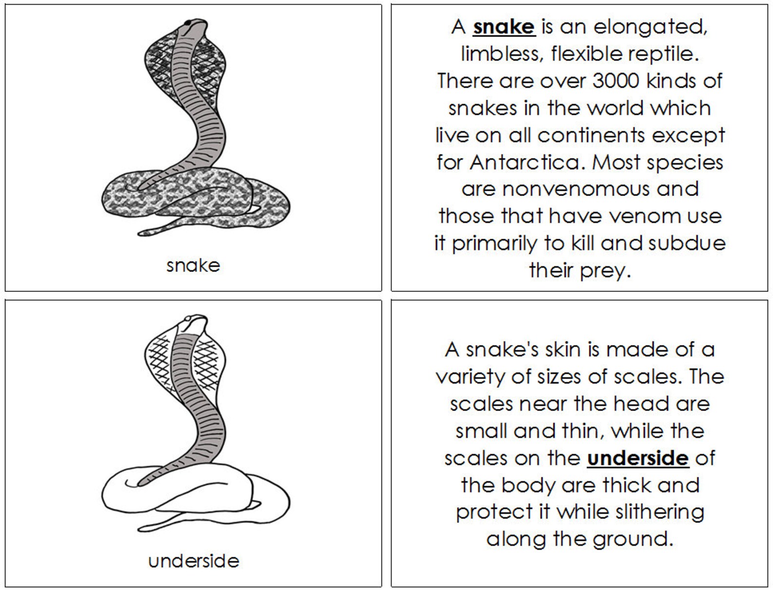Parts of a Snake Nomenclature Book Montessori Zoology | Etsy Canada