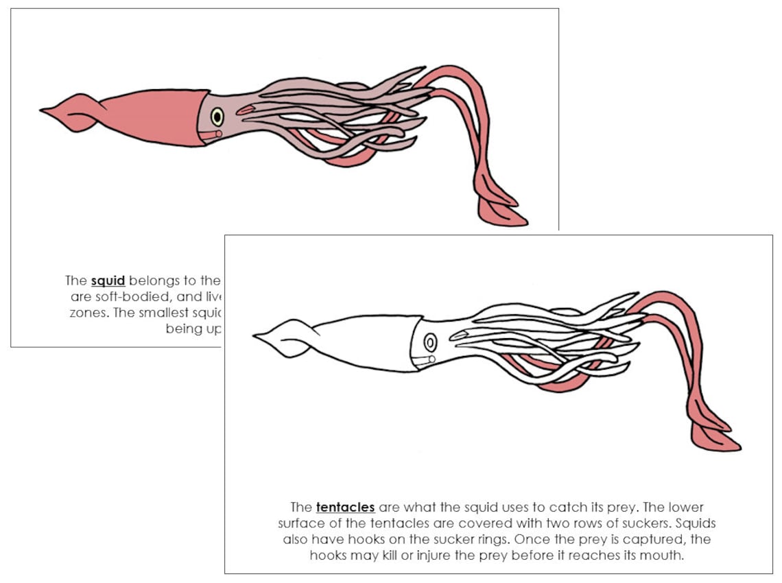 Parts of a Squid Nomenclature Book - Montessori Zoology (digital ...