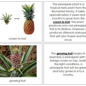 The Pineapple Life Cycle Book - Montessori Nomenclature - Printable ...