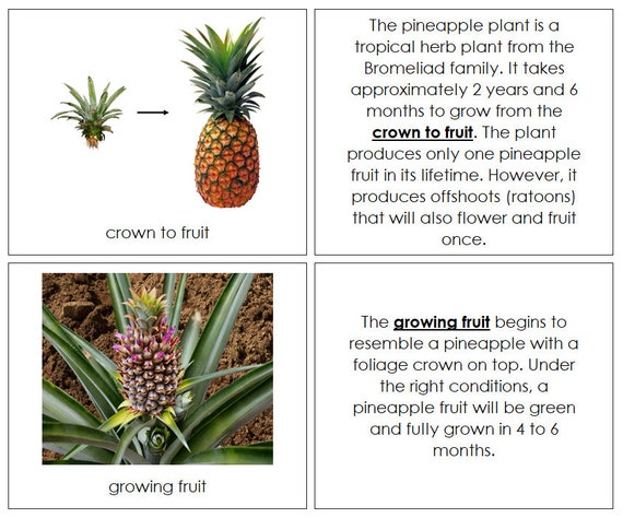 The Pineapple Life Cycle Book - Montessori Nomenclature - Printable ...