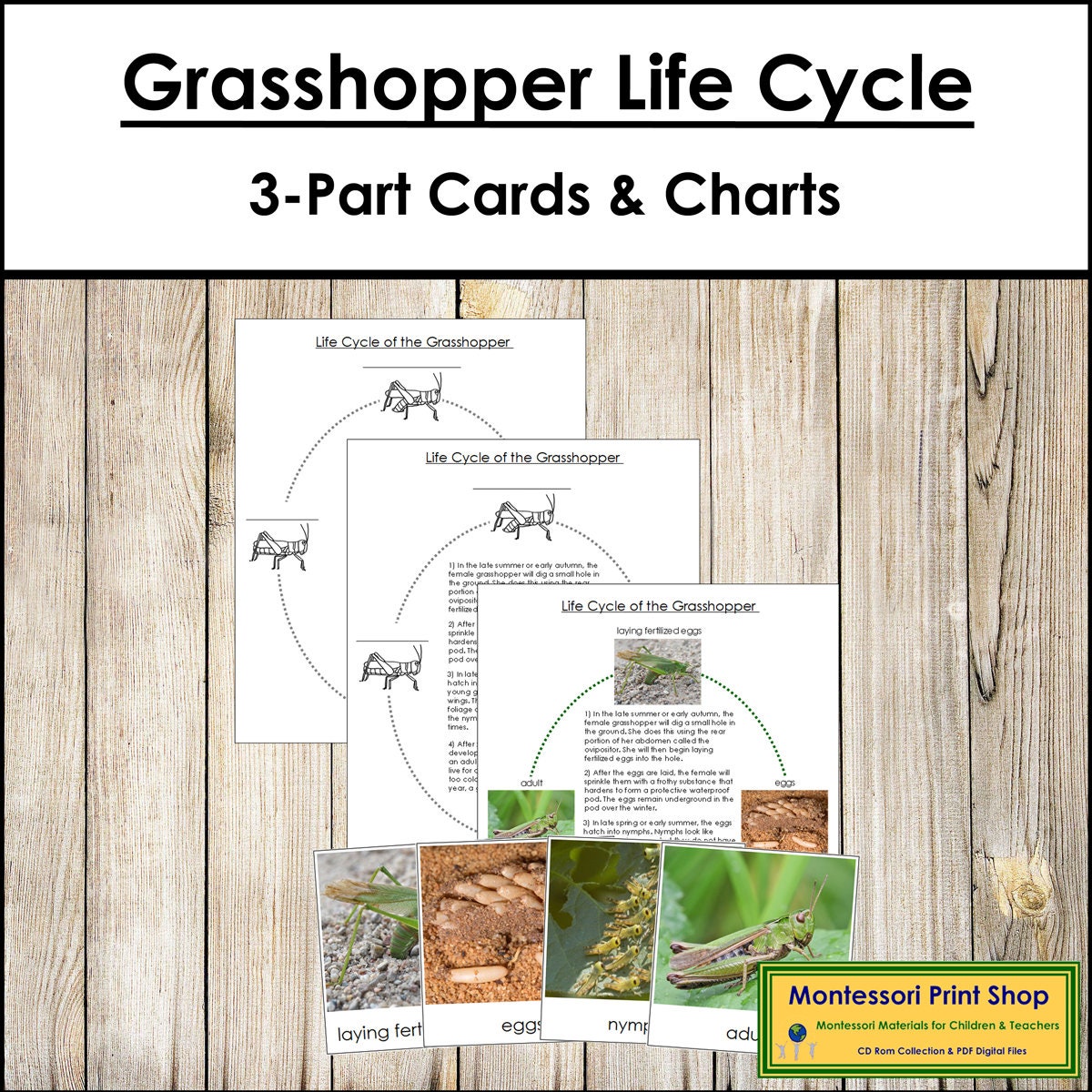 Grasshopper Life Cycle Worksheet