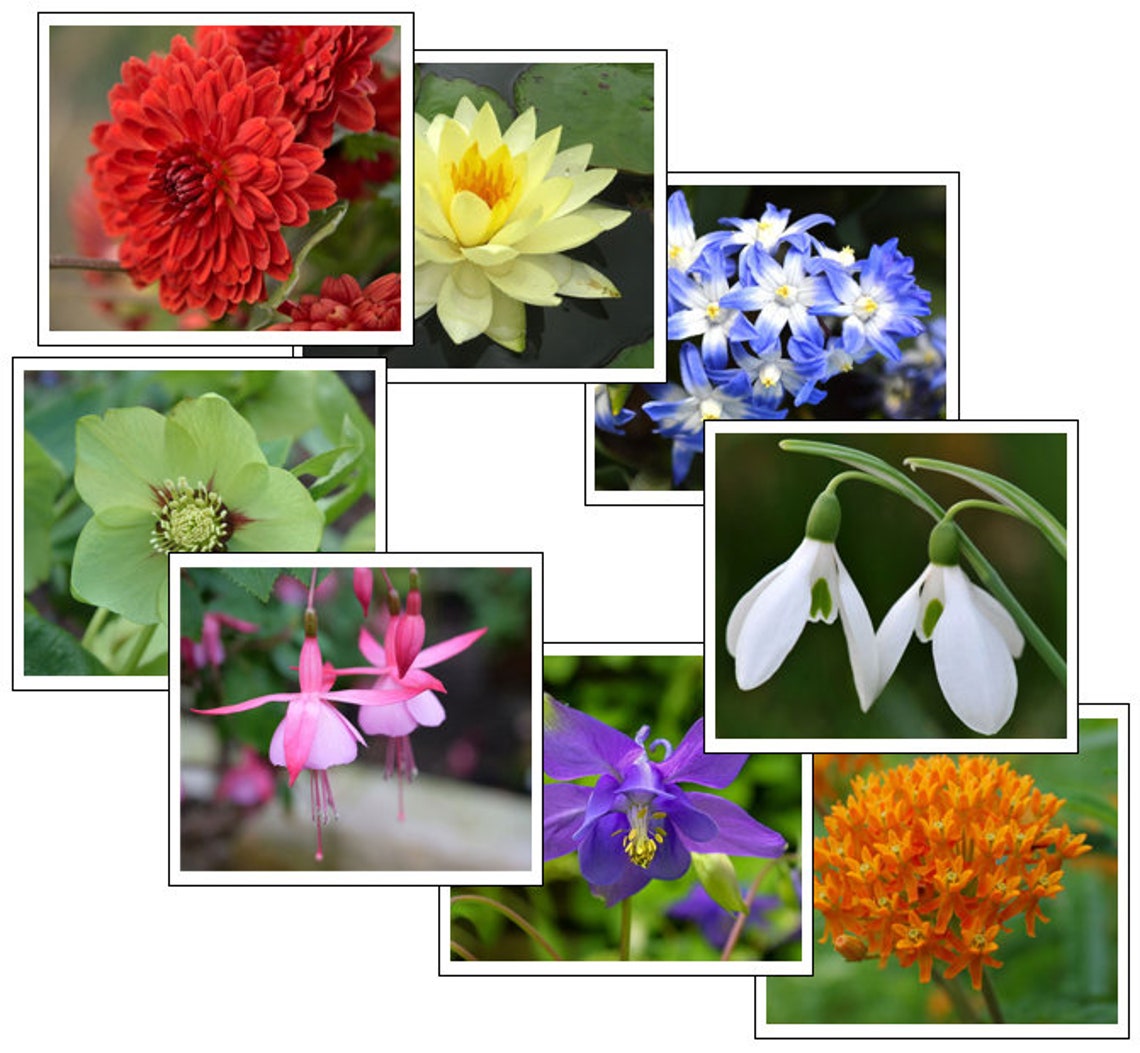 Flower Color Sorting Cards Montessori Sensorial Printable | Etsy