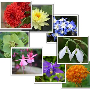 Flower Color Sorting Cards Montessori Sensorial Printable | Etsy