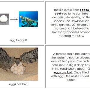 The Sea Turtle Life Cycle Book - Montessori Nomenclature - Printable ...