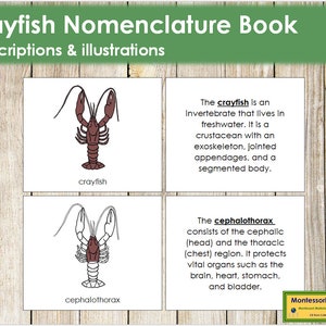 Parts of a Crayfish Nomenclature Book Montessori Zoology - Etsy