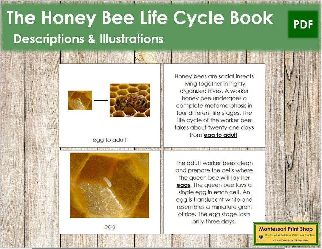 The Honey Bee Life Cycle Book Montessori Nomenclature - Etsy