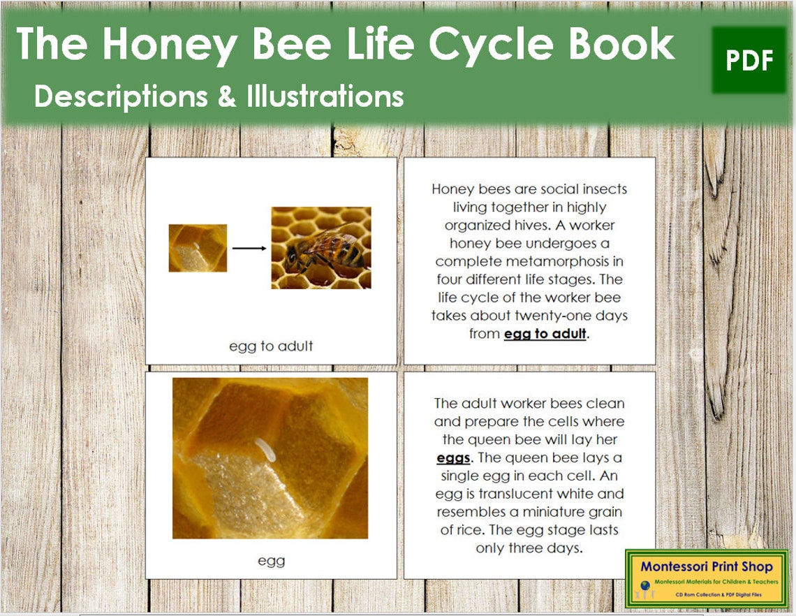 The Honey Bee Life Cycle Book Montessori Nomenclature - Etsy