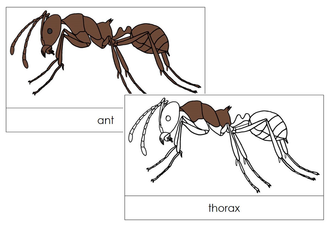 Parts of an Ant Nomenclature 3-part Cards Montessori Zoology - Etsy