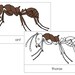 Parts of an Ant Nomenclature 3-part Cards - Montessori Zoology ...