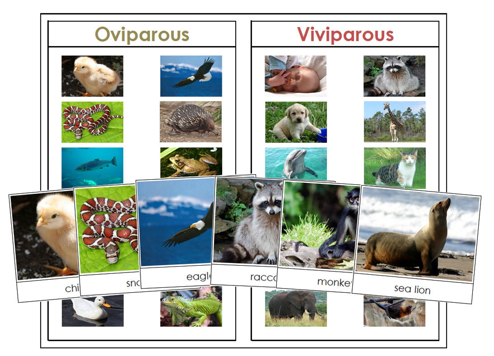 Oviparous and Viviparous Animals Sorting Cards & Control Chart - Etsy