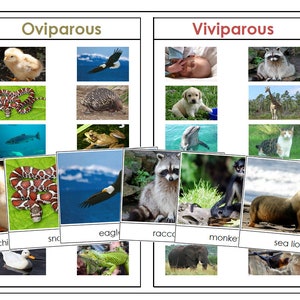Oviparous and Viviparous Animals Sorting Cards & Control Chart ...
