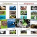 Oviparous and Viviparous Animals Sorting Cards & Control Chart Zoology ...