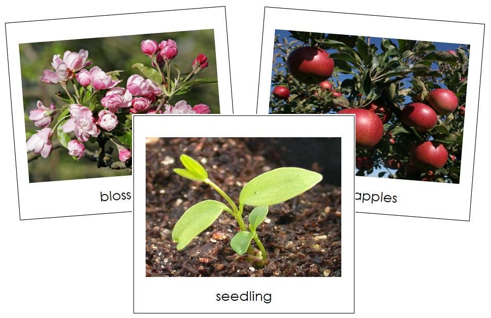 Apple Life Cycle Cards - Printable Toddler Montessori Nomenclature ...