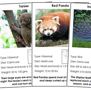 Animals of the World Information Cards Bundle - Montessori Zoology ...