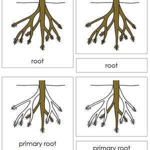 Parts of a Root Nomenclature 3-part Cards & Blackline Master ...